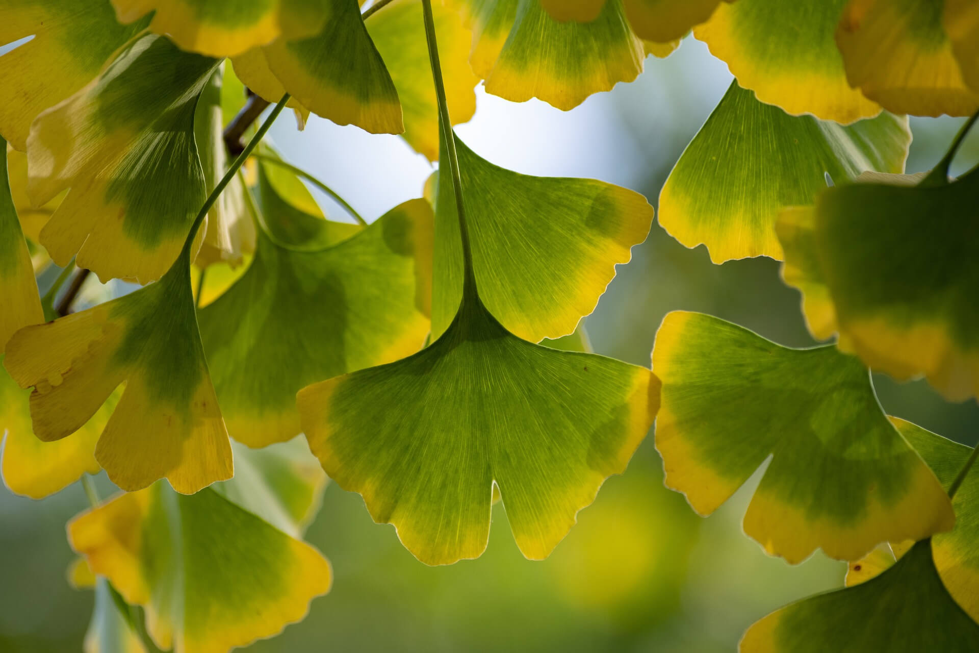 Ginkgo | Botanica, raccolta, posologia, ricerca e avvertenze
